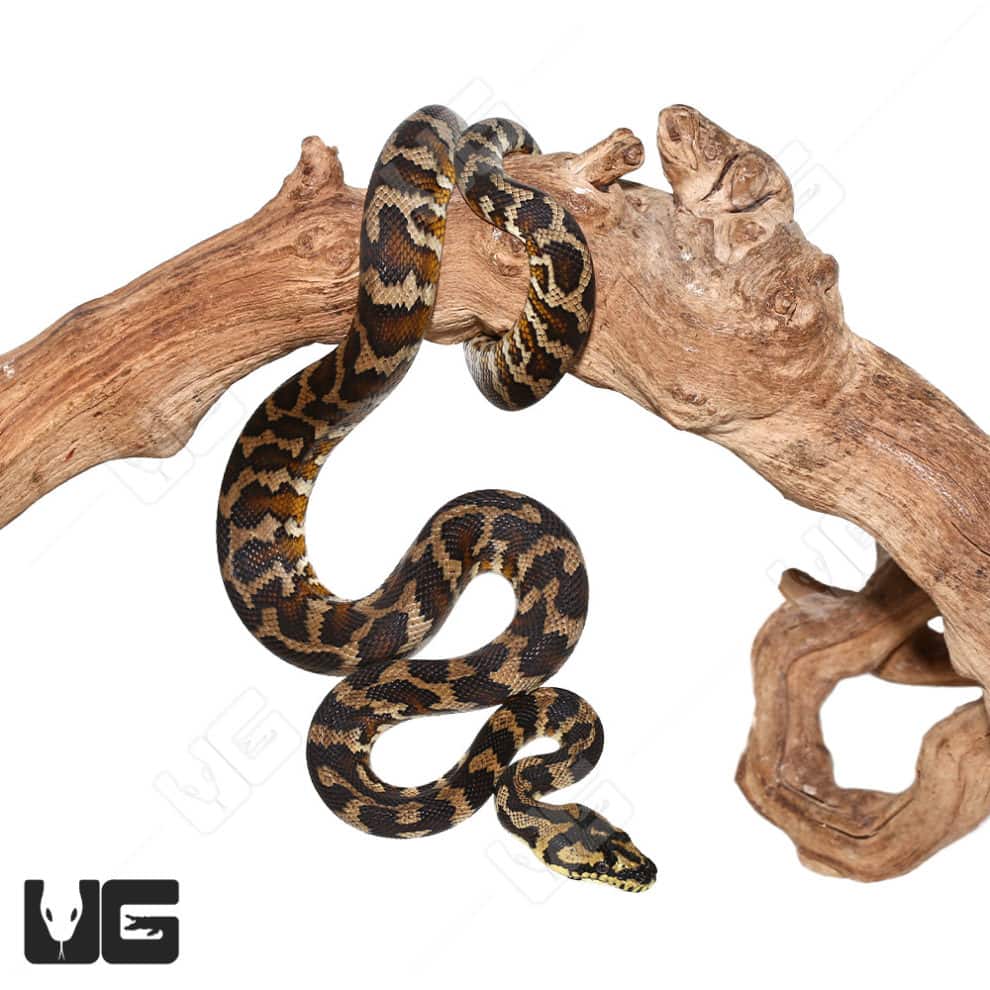 Baby Granite IJ Carpet Pythons For Sale - Underground Reptiles