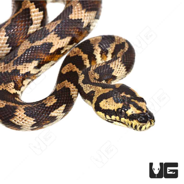 Carpet Pythons For Sale - Underground Reptiles