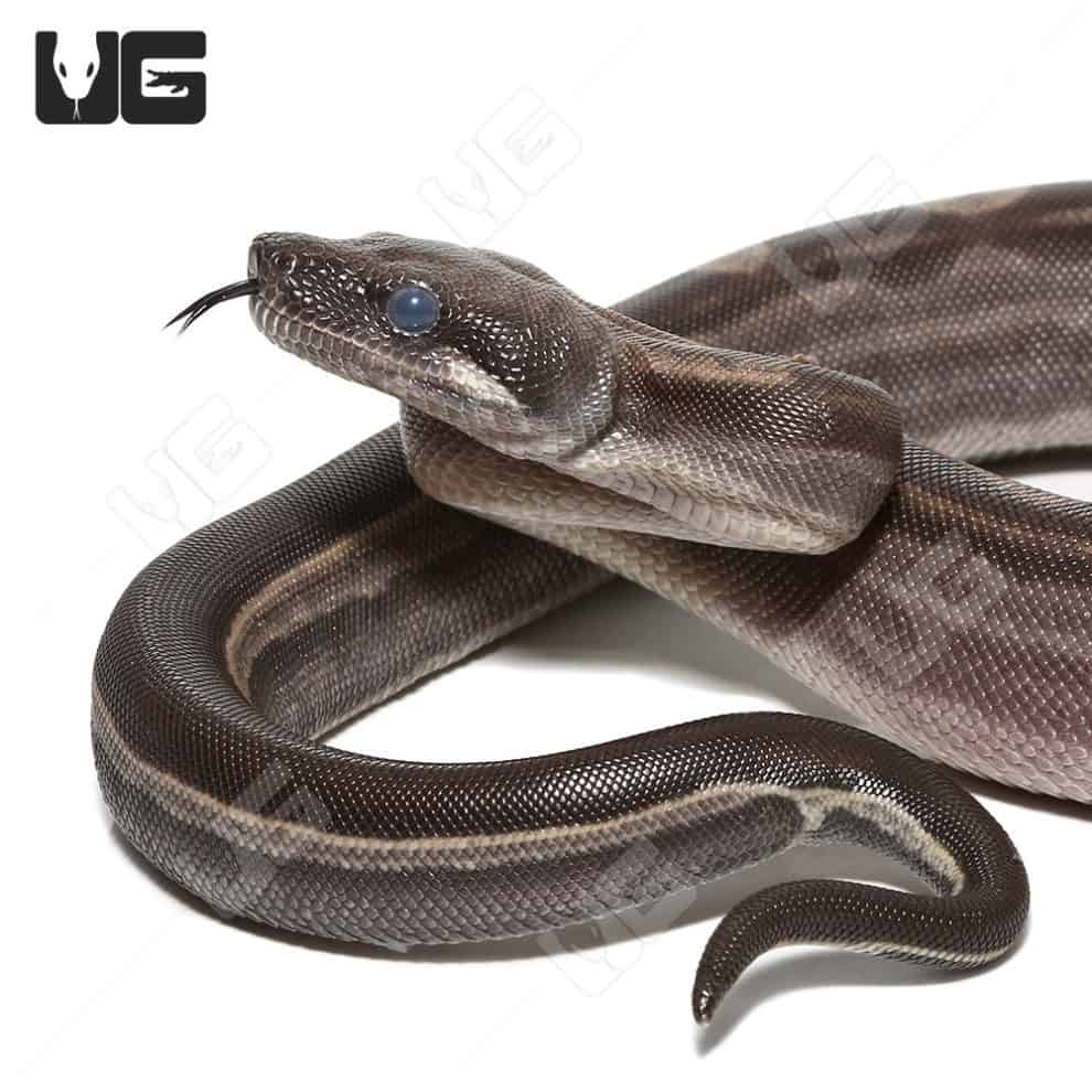 Boas For Sale - Underground Reptiles