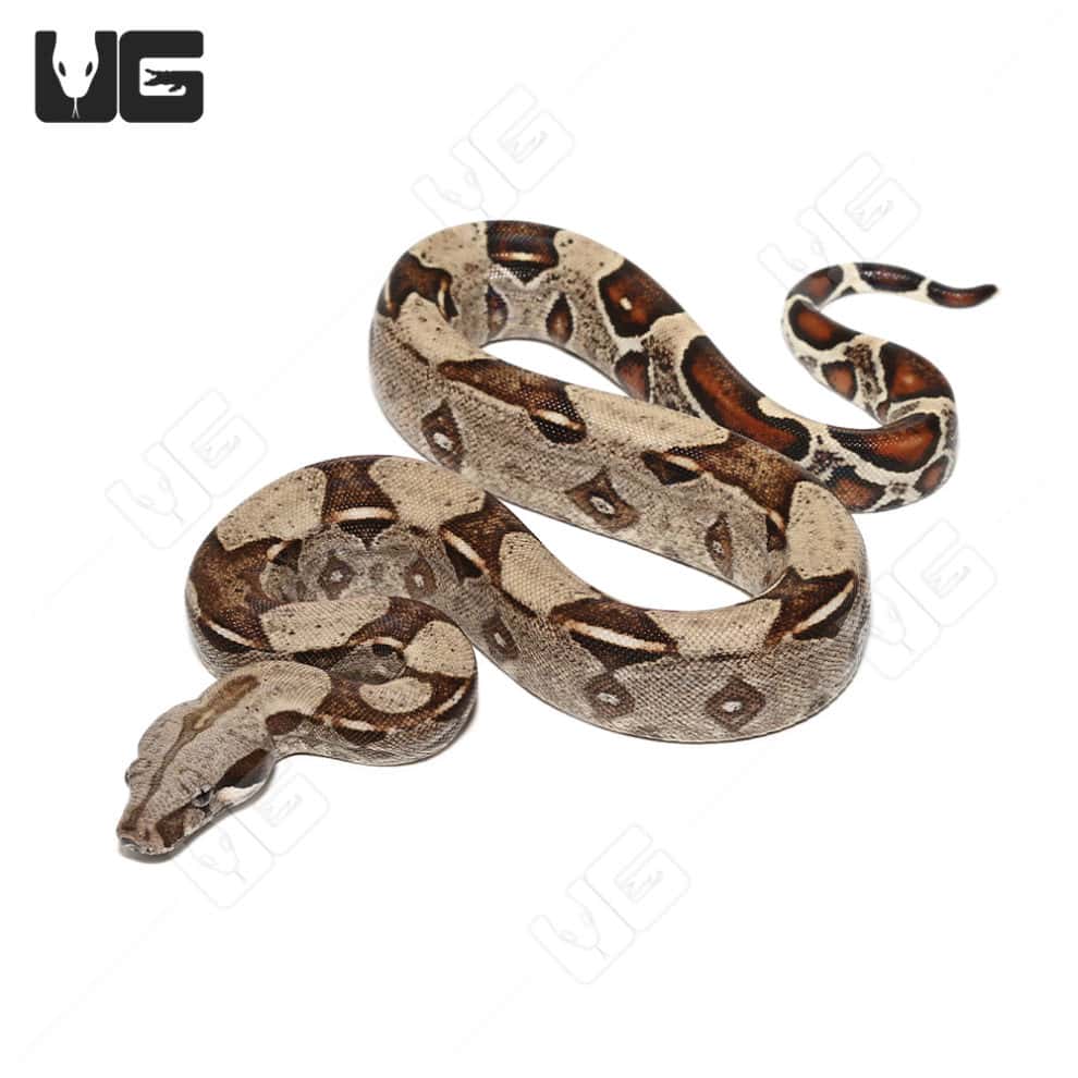 Boas For Sale - Underground Reptiles