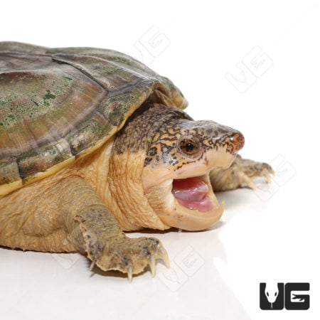 Baby Giant Mexican Musk Turtles For Sale - Underground Reptiles