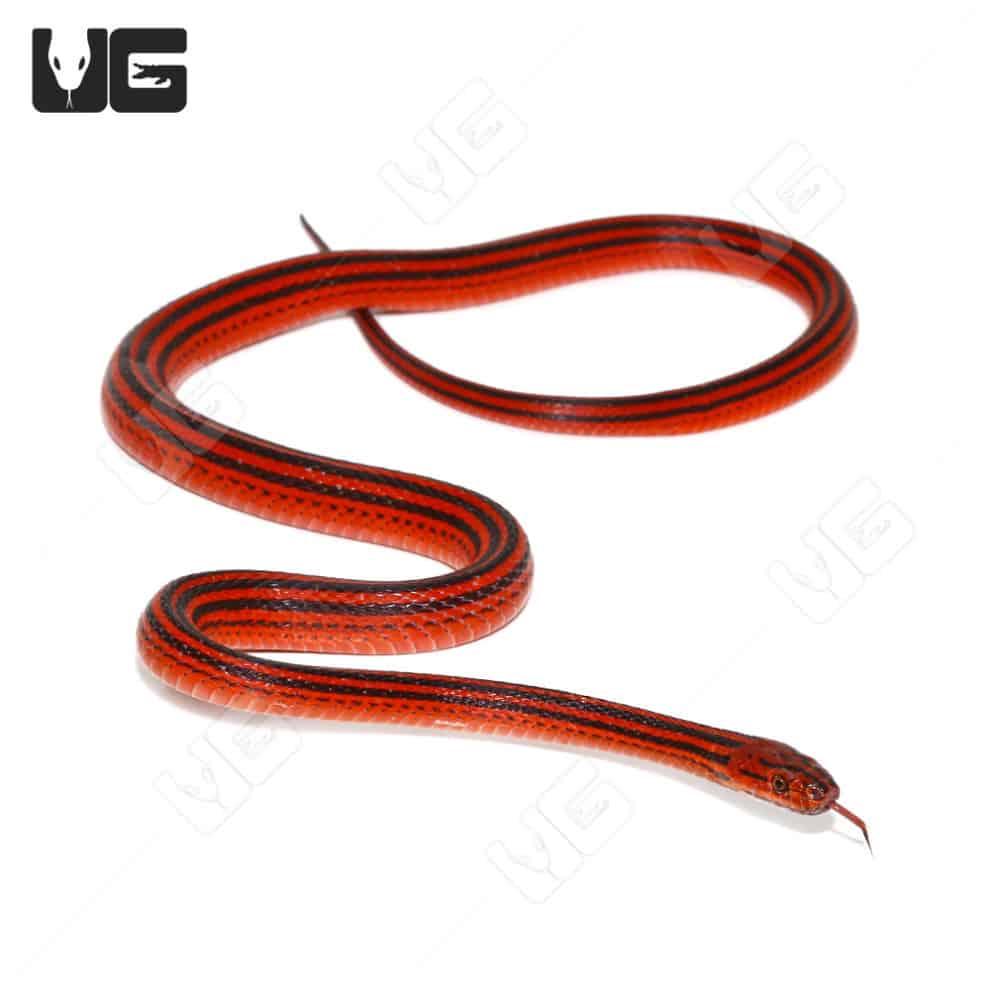 Eastern Garter Snakes For Sale - Underground Reptiles