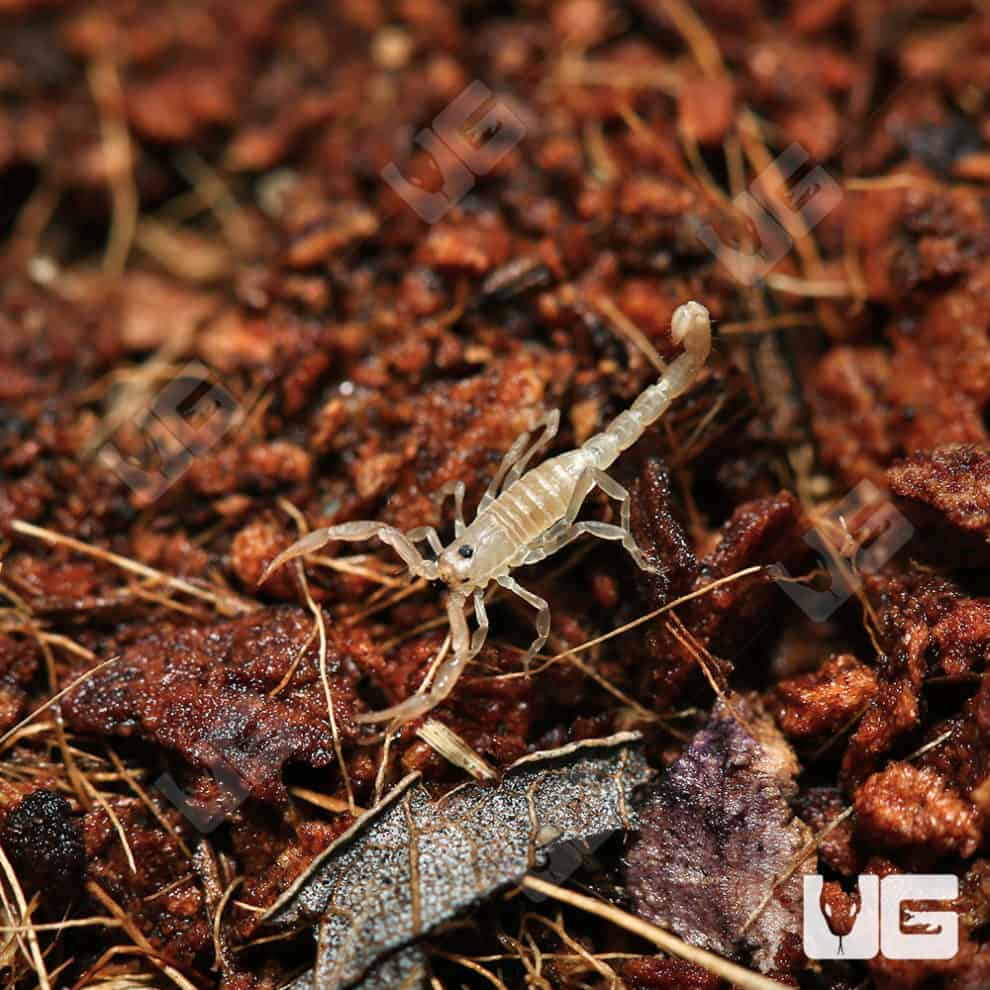 Striped Devil Scorpions For Sale - Underground Reptiles
