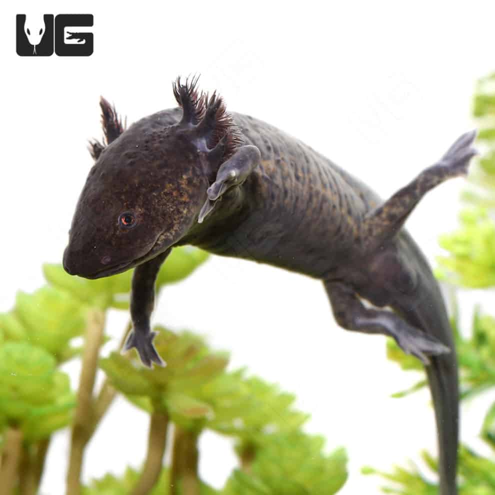 Axolotls For Sale - Underground Reptiles