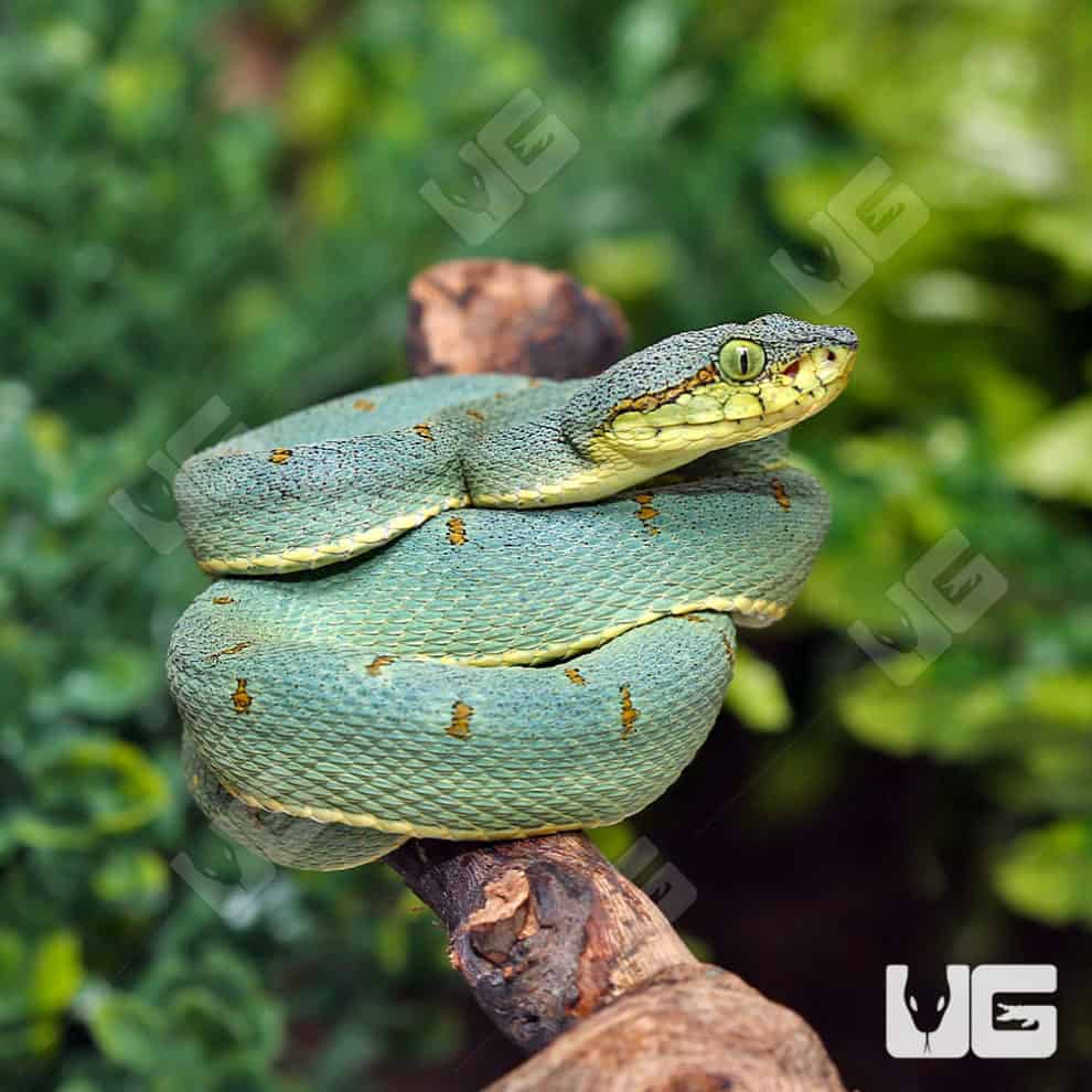 Two Striped Forest Pit Viper (Botrops bilineatus) For Sale ...