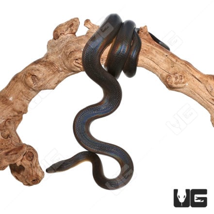 Water Python Pair (Liasis fuscus) For Sale - Underground Reptiles