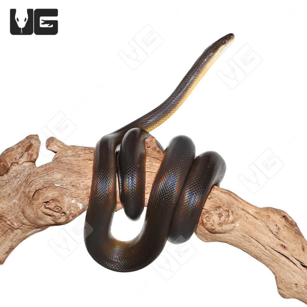 Water Python Pair (Liasis fuscus) For Sale - Underground Reptiles