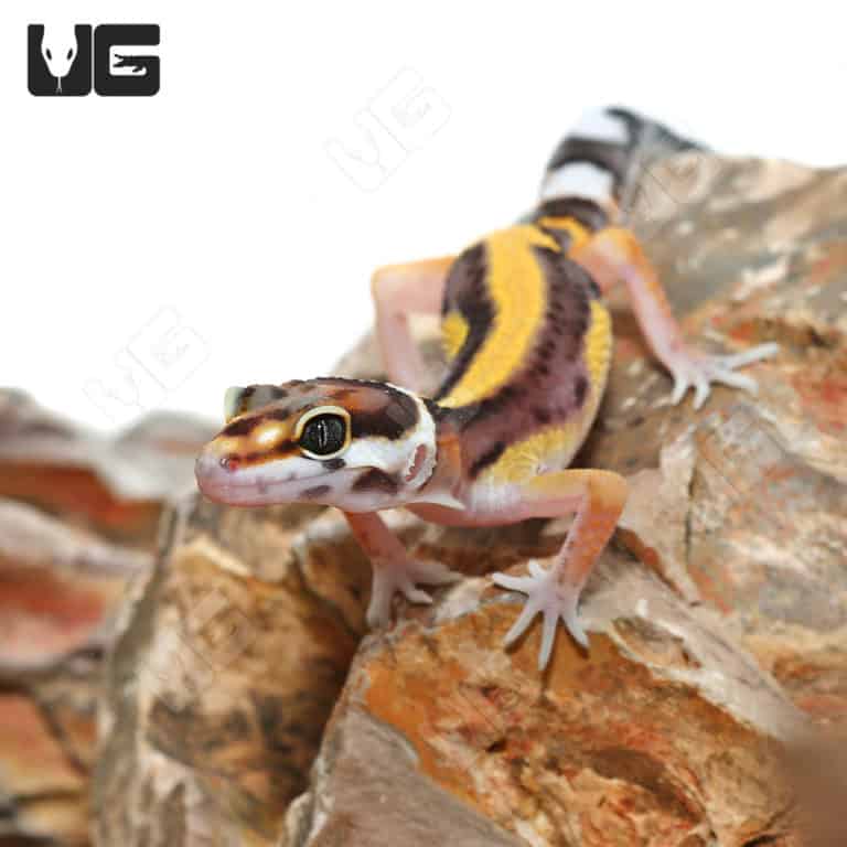Leopard Geckos For Sale - Underground Reptiles