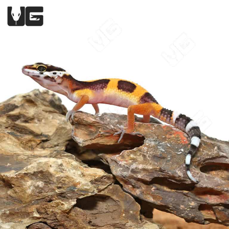 Baby Clown Leopard Gecko For Sale - Underground Reptiles
