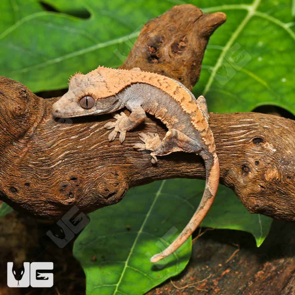 Baby Premium Crested Geckos For Sale - Underground Reptiles