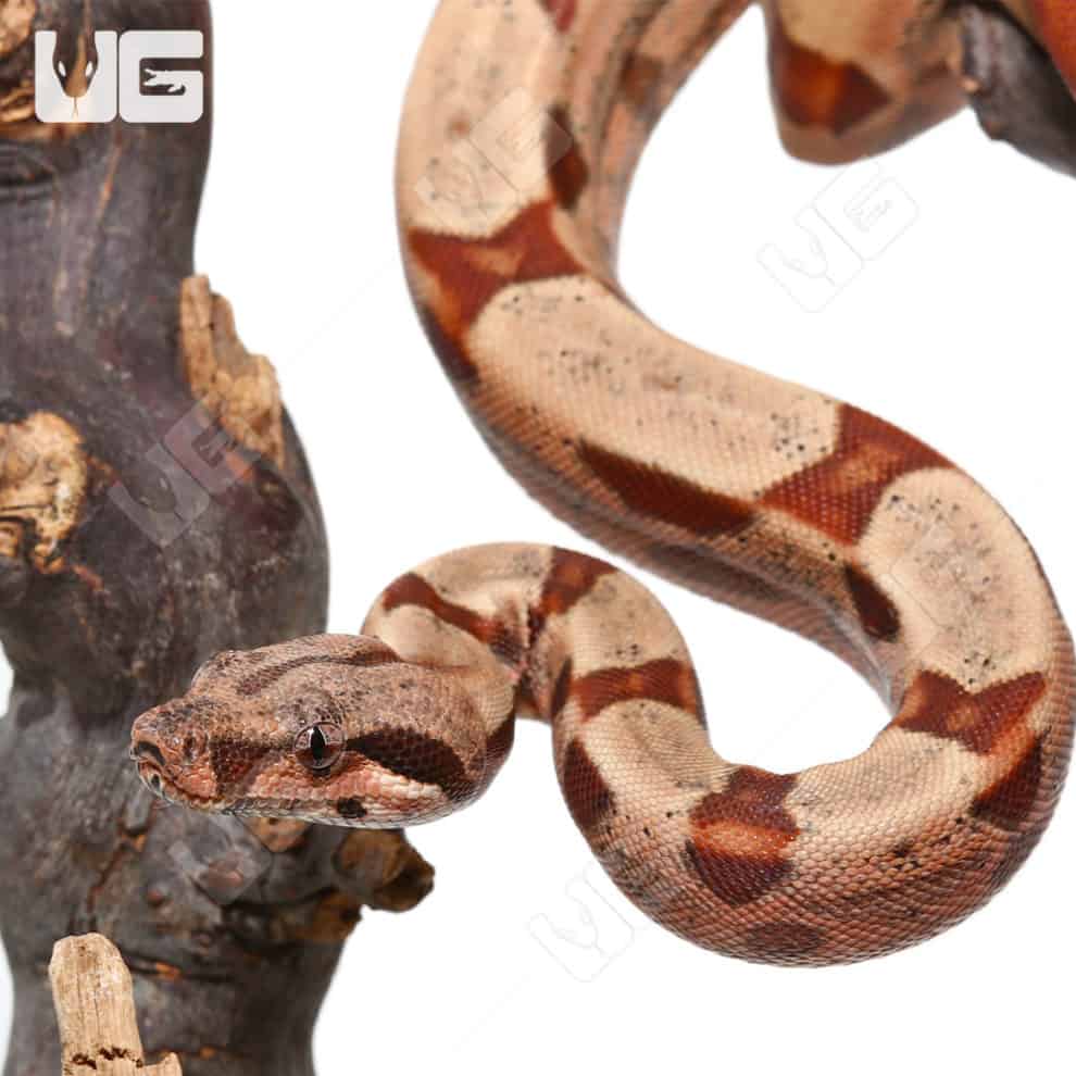 Baby Colombian Redtail Boas For Sale - Underground Reptiles