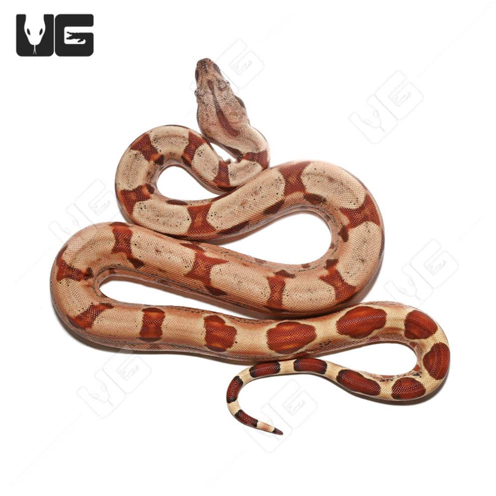 Baby Colombian Redtail Boas For Sale - Underground Reptiles