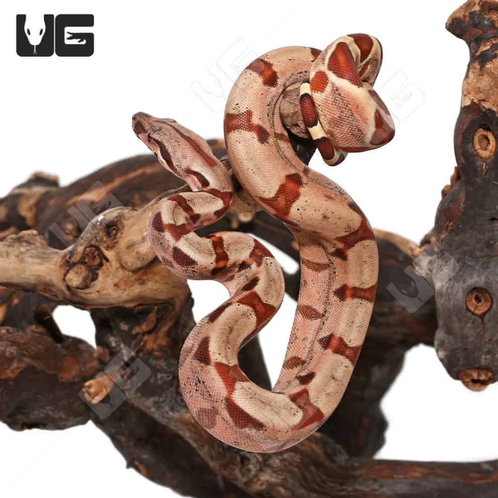 Baby Colombian Redtail Boas For Sale - Underground Reptiles