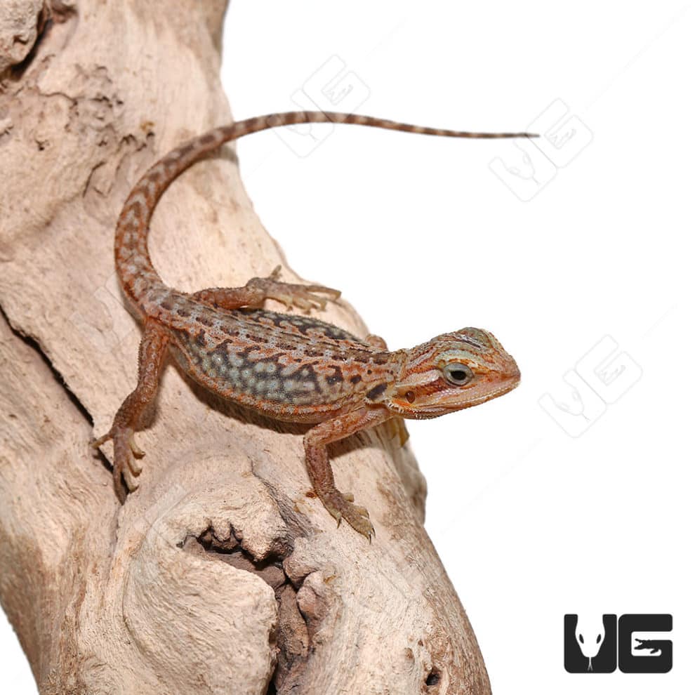 Baby Inferno Translucent Leatherback Dunner Bearded Dragon For Sale ...