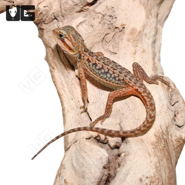 Baby Inferno Translucent Leatherback Dunner Bearded Dragon For Sale ...