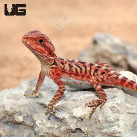 Baby Inferno Translucent Leatherback Bearded Dragon For Sale ...