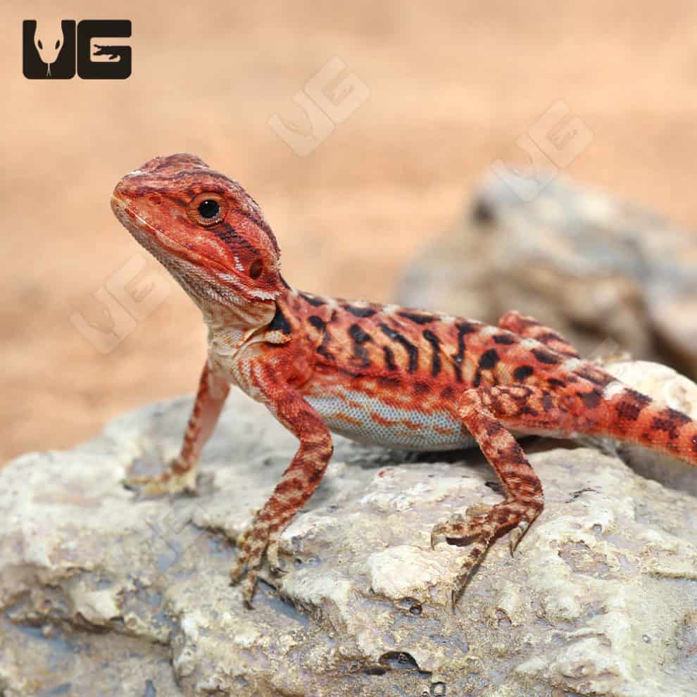 Lizards For Sale - Underground Reptiles