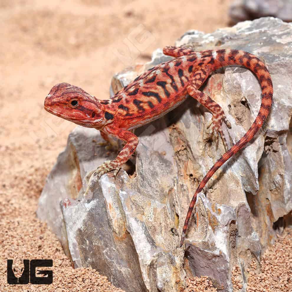 Baby Inferno Translucent Leatherback Bearded Dragon For Sale ...