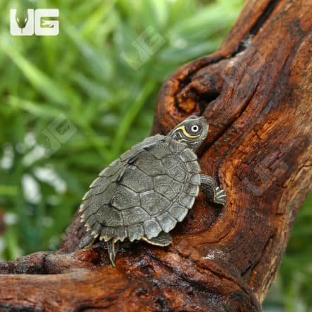 Baby Mississippi Map Turtles For Sale - Underground Reptiles