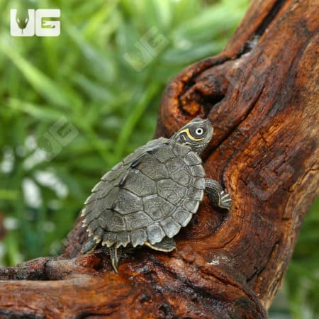 Baby Mississippi Map Turtles For Sale - Underground Reptiles
