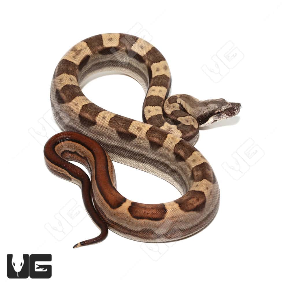 Boas For Sale - Underground Reptiles