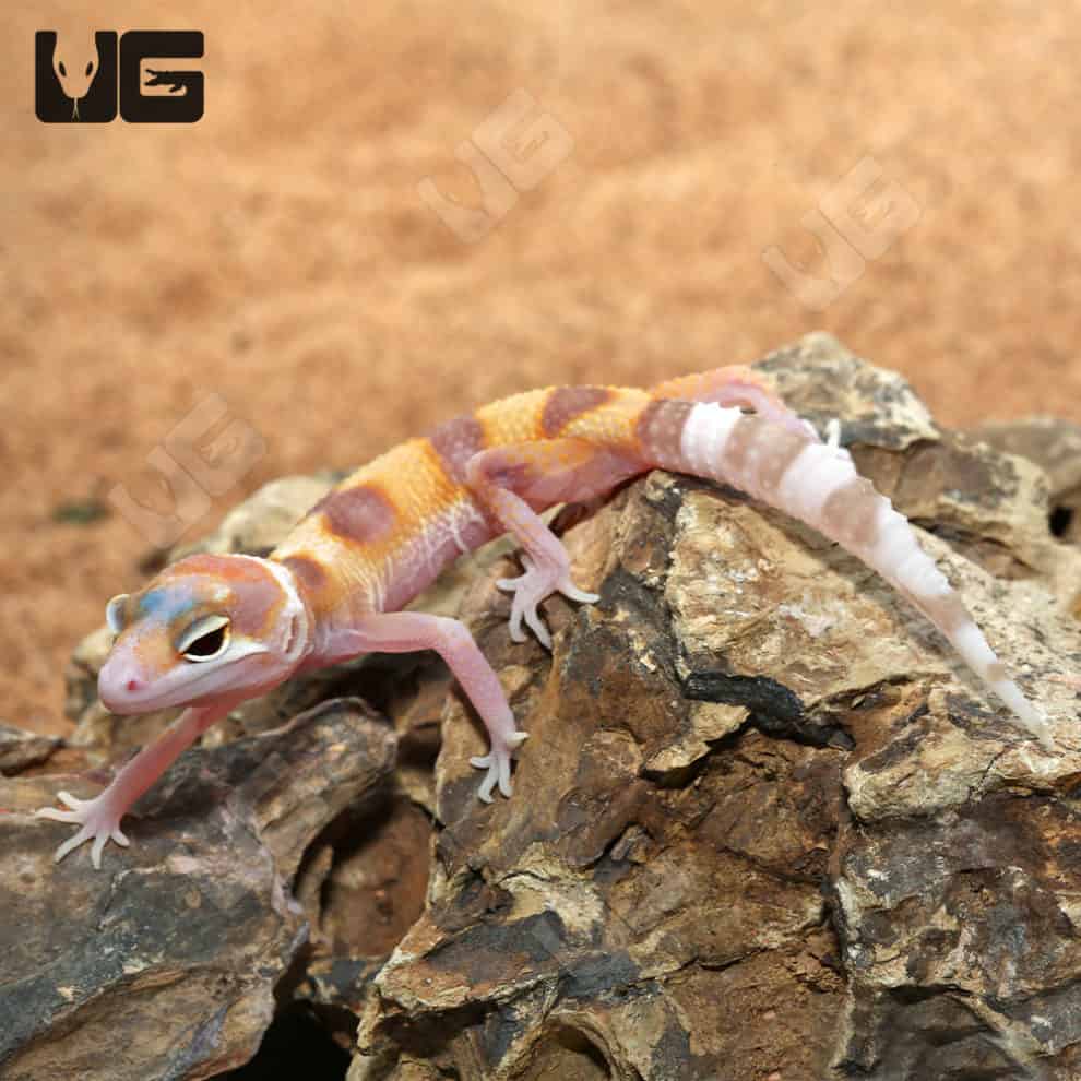 Baby Rainwater Clown Leopard Gecko For Sale - Underground Reptiles