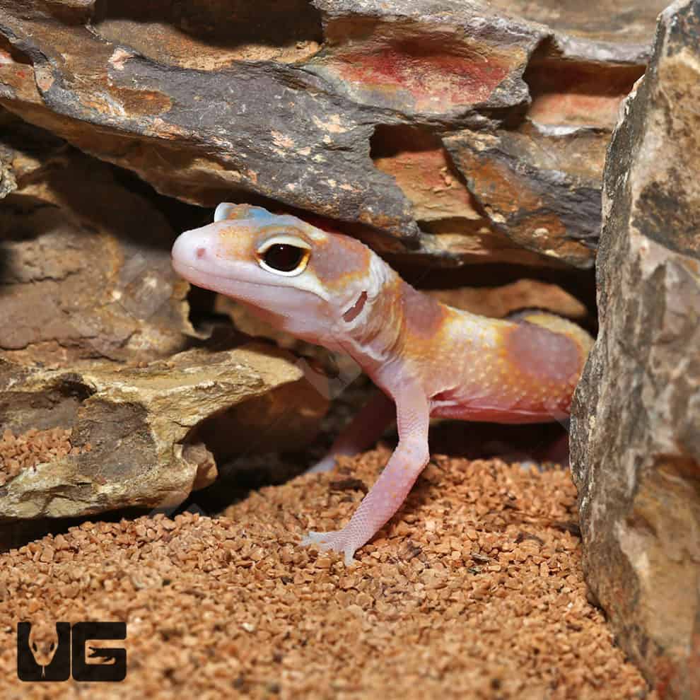 Baby Rainwater Clown Leopard Gecko For Sale - Underground Reptiles