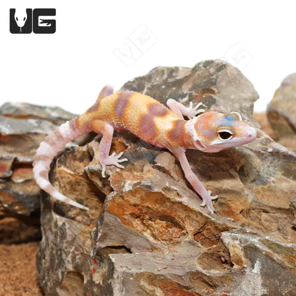 Baby Rainwater Clown Leopard Gecko For Sale - Underground Reptiles
