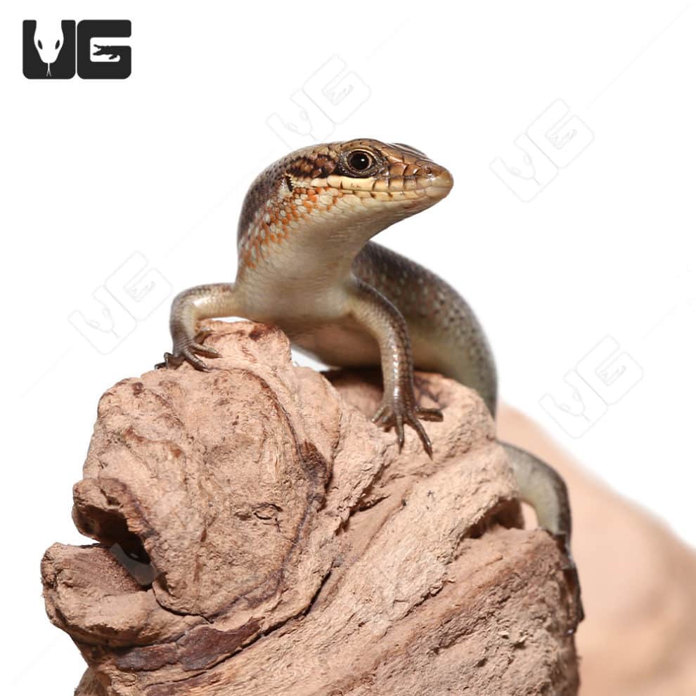 Red Sided Skinks For Sale - Underground Reptiles