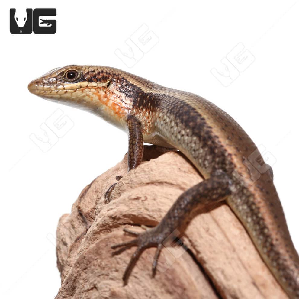 Skinks For Sale - Underground Reptiles