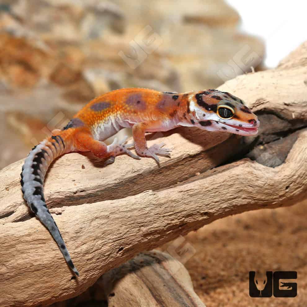Baby Tangerine Clown Leopard Gecko For Sale - Underground Reptiles