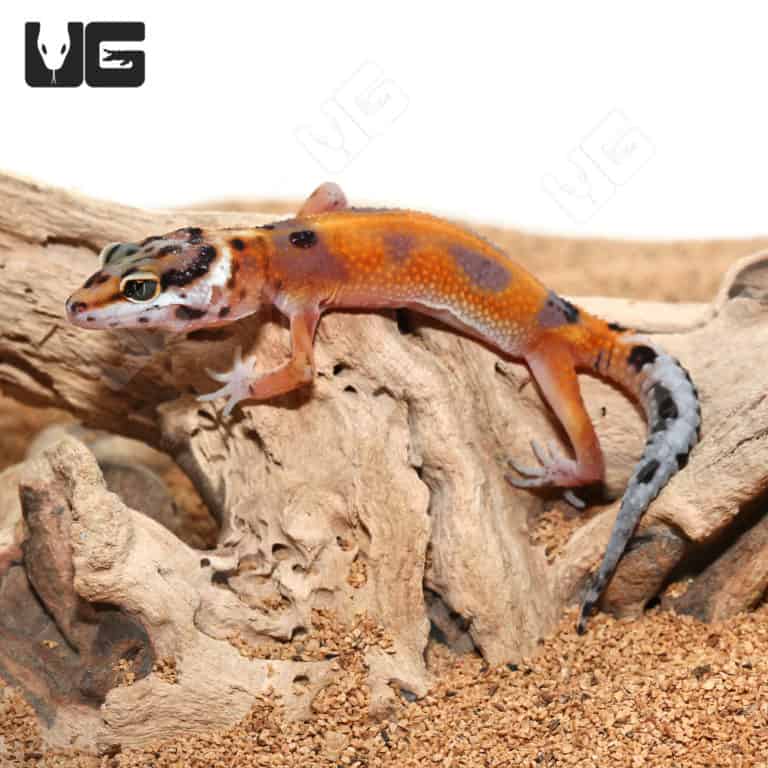 Baby Tangerine Clown Leopard Gecko For Sale - Underground Reptiles