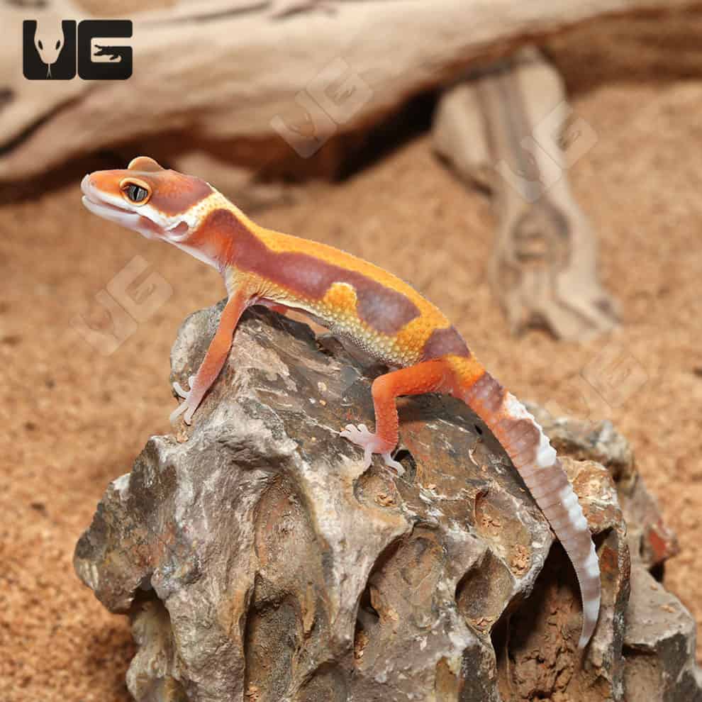 Baby Tangerine Rainwater Bold Leopard Gecko For Sale - Underground Reptiles