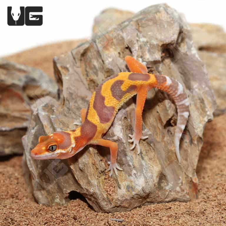 Baby Tangerine Rainwater Clown Leopard Gecko For Sale - Underground ...