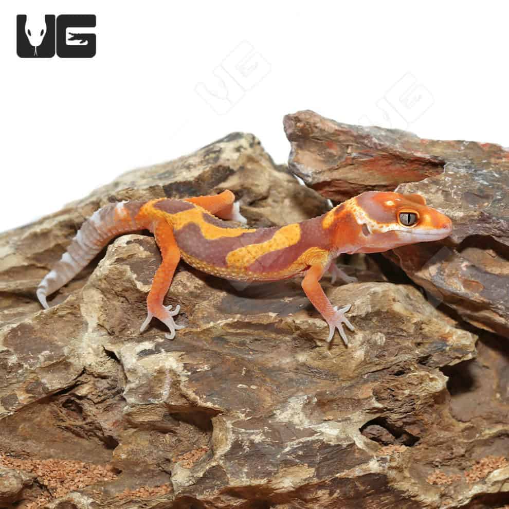 Baby Tangerine Rainwater Clown Leopard Gecko For Sale - Underground ...