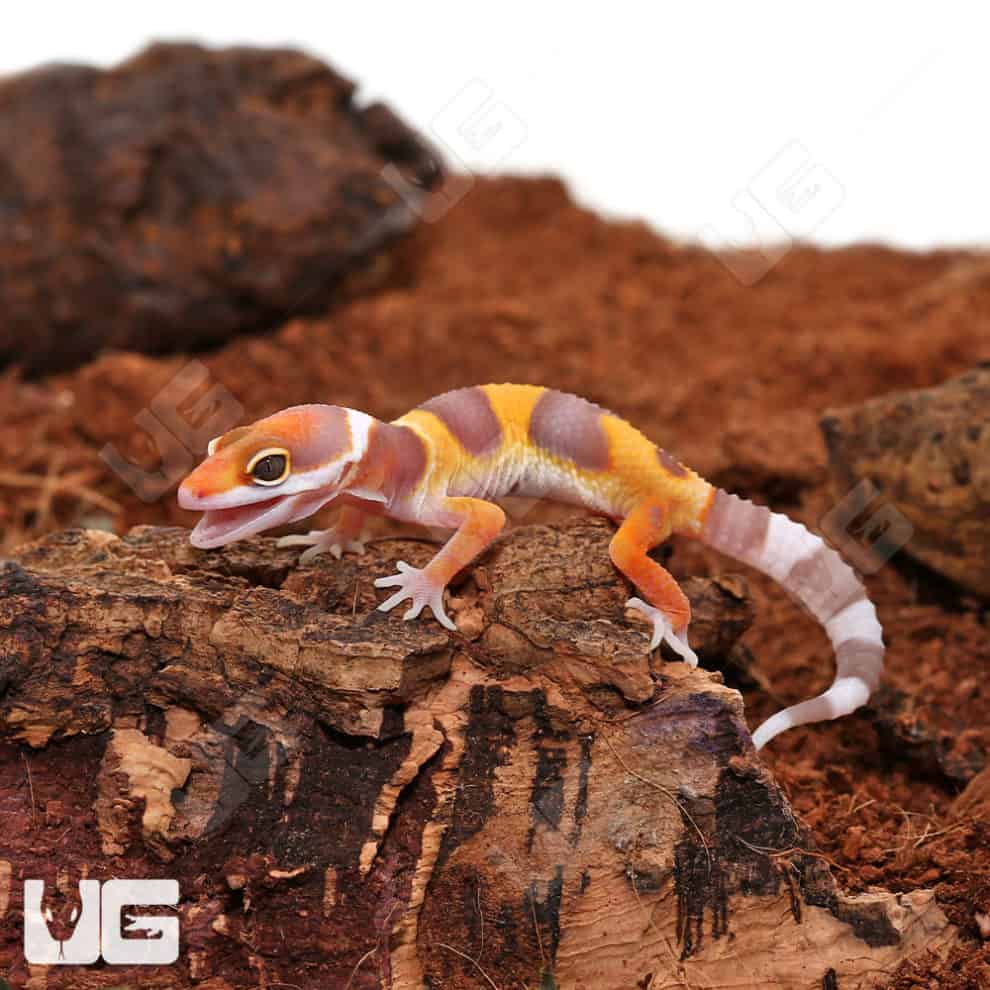 Baby Tangerine Rainwater Leopard Gecko For Sale - Underground Reptiles