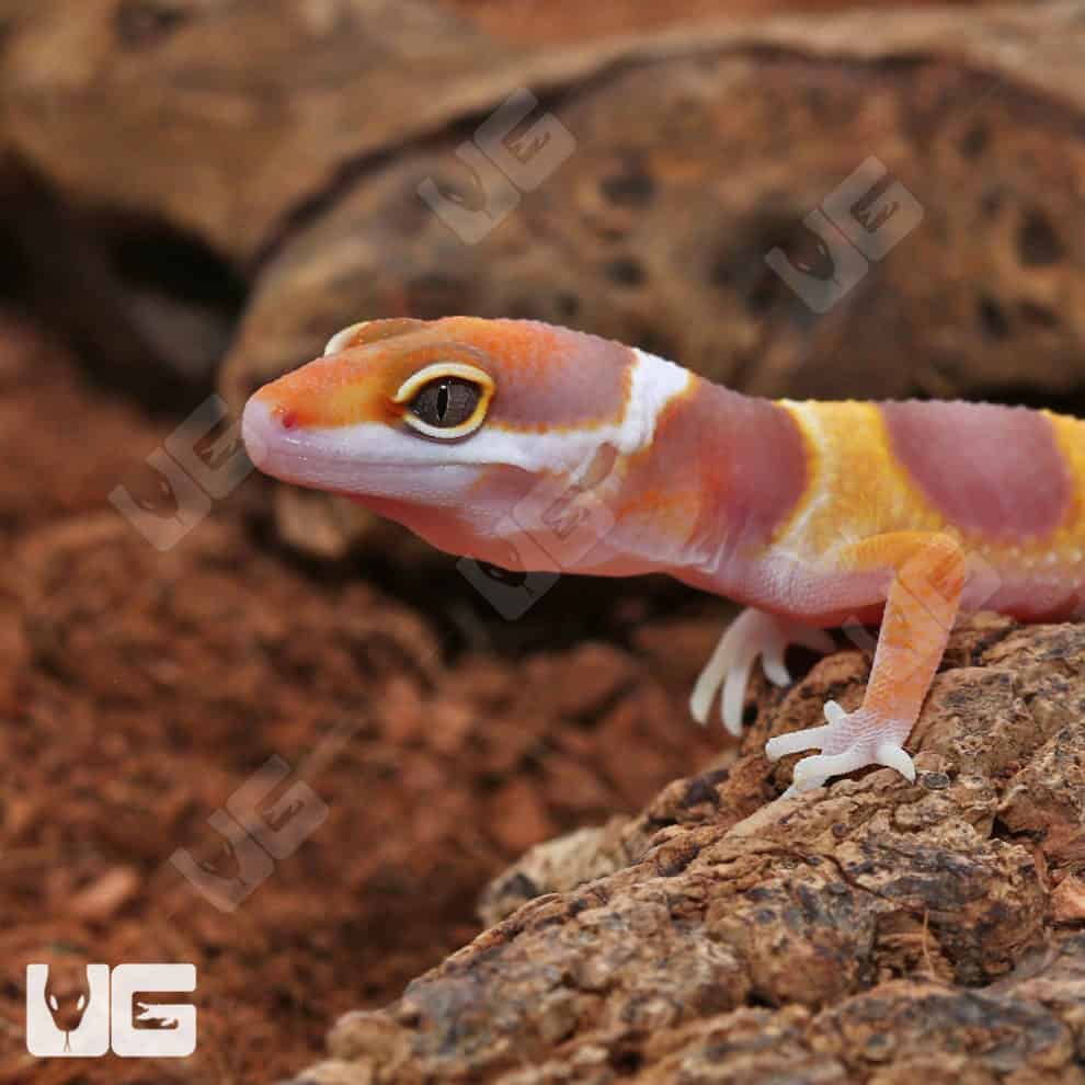 Baby Tangerine Rainwater Leopard Gecko For Sale - Underground Reptiles