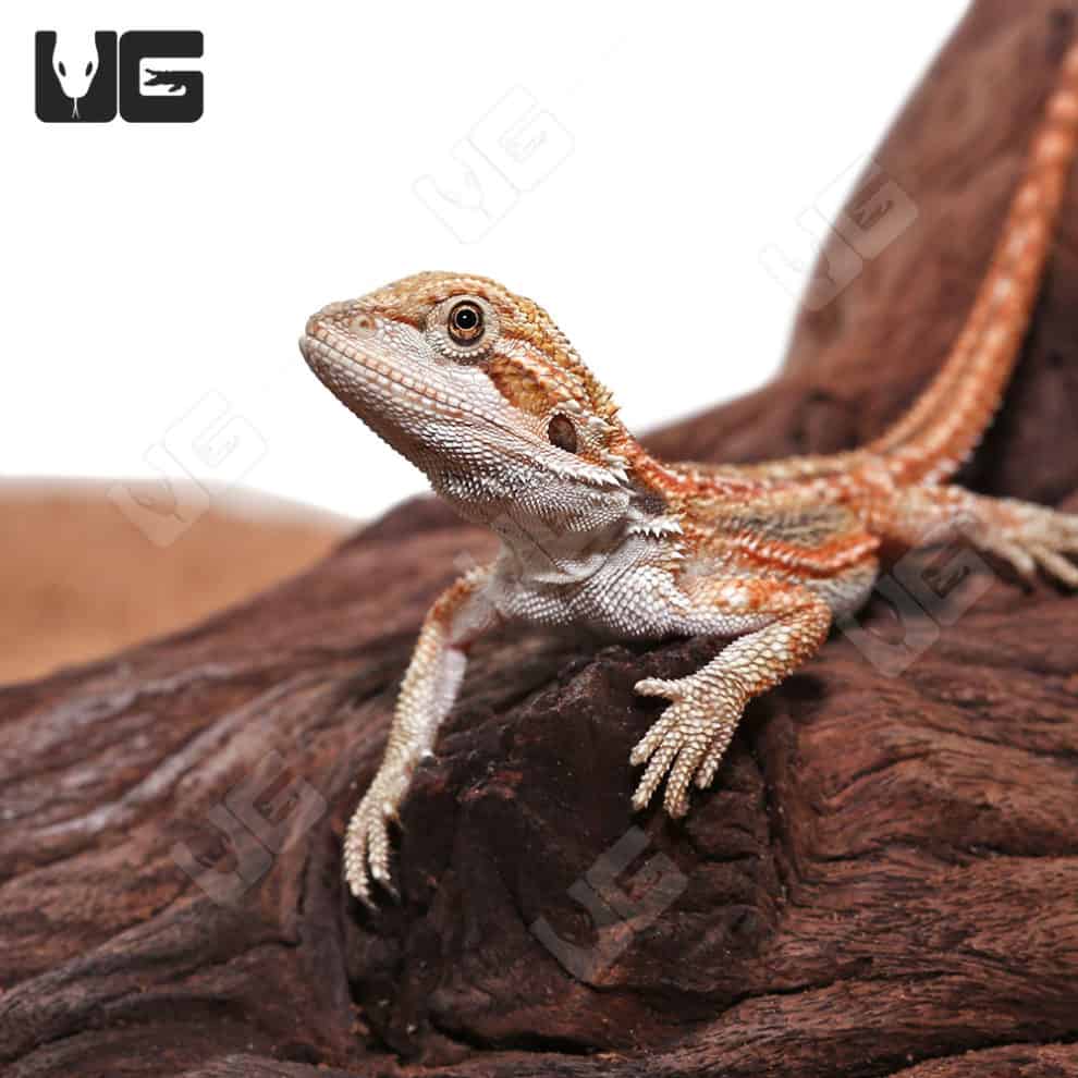 Baby Inferno Dunner Bearded Dragon (4 - 5") - Underground Reptiles