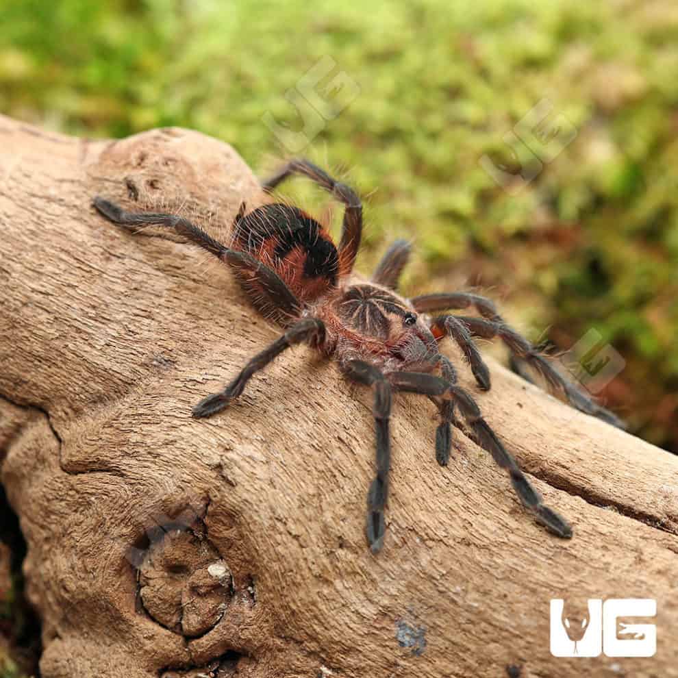 Brazilian Pink Bloom Tarantula (Pamphobeteus Platyomma) For Sale ...