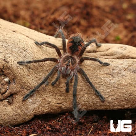 Brazilian Pink Bloom Tarantula (Pamphobeteus Platyomma) For Sale ...