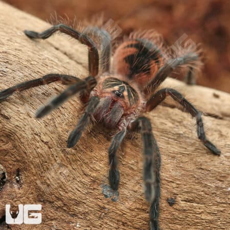Brazilian Pink Bloom Tarantula (Pamphobeteus Platyomma) For Sale ...