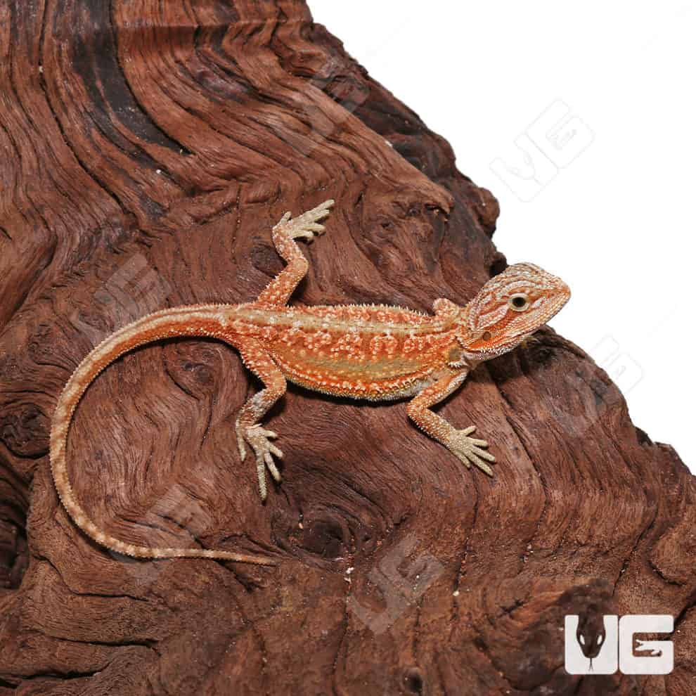 Baby Hypo Translucent Bearded Dragons For Sale - Underground Reptiles