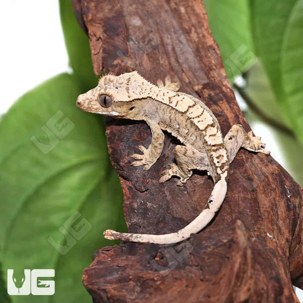 Baby Harlequin Partial Pinstripe Crested Geckos For Sale - Underground Reptiles