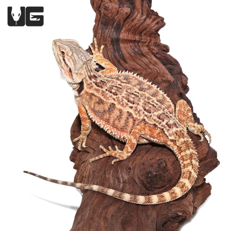 Baby Mocha Stripe Bearded Dragon For Sale - Underground Reptiles