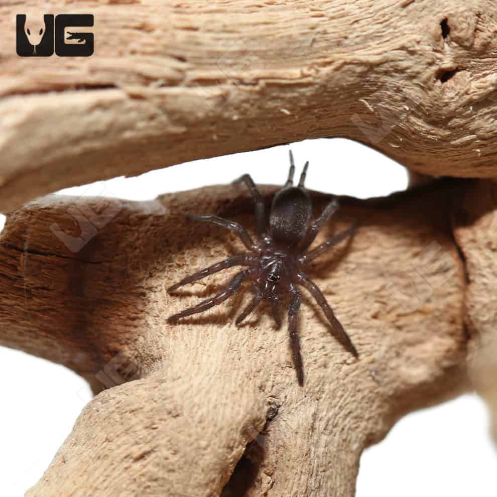 Mexican Curtain Web Spider (Euagrus Mexicanus) For Sale - Underground ...