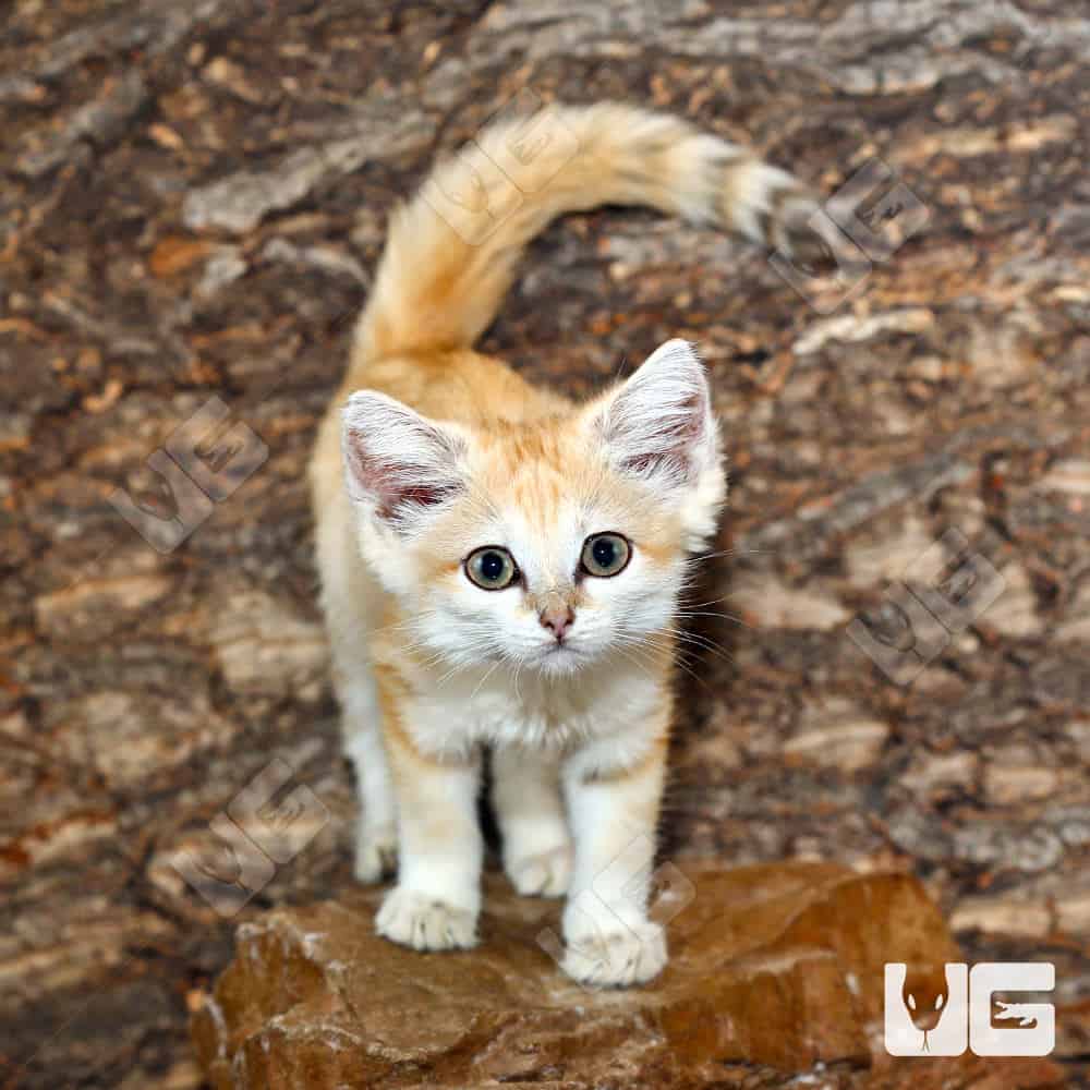 Baby Sand Cat