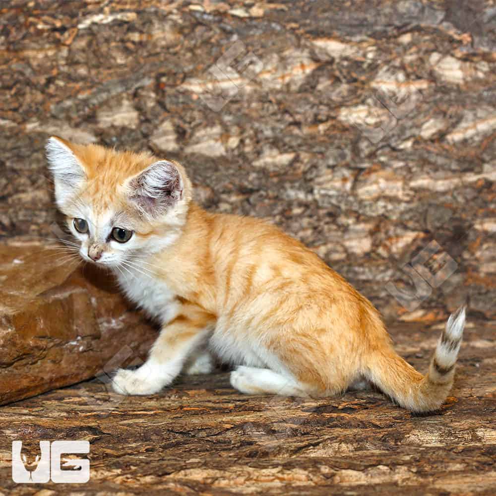 Baby Sand Cat