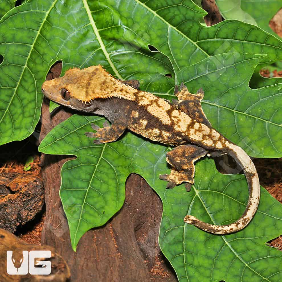 Baby Harlequin Partial Pinstripe Crested Geckos For Sale - Underground Reptiles