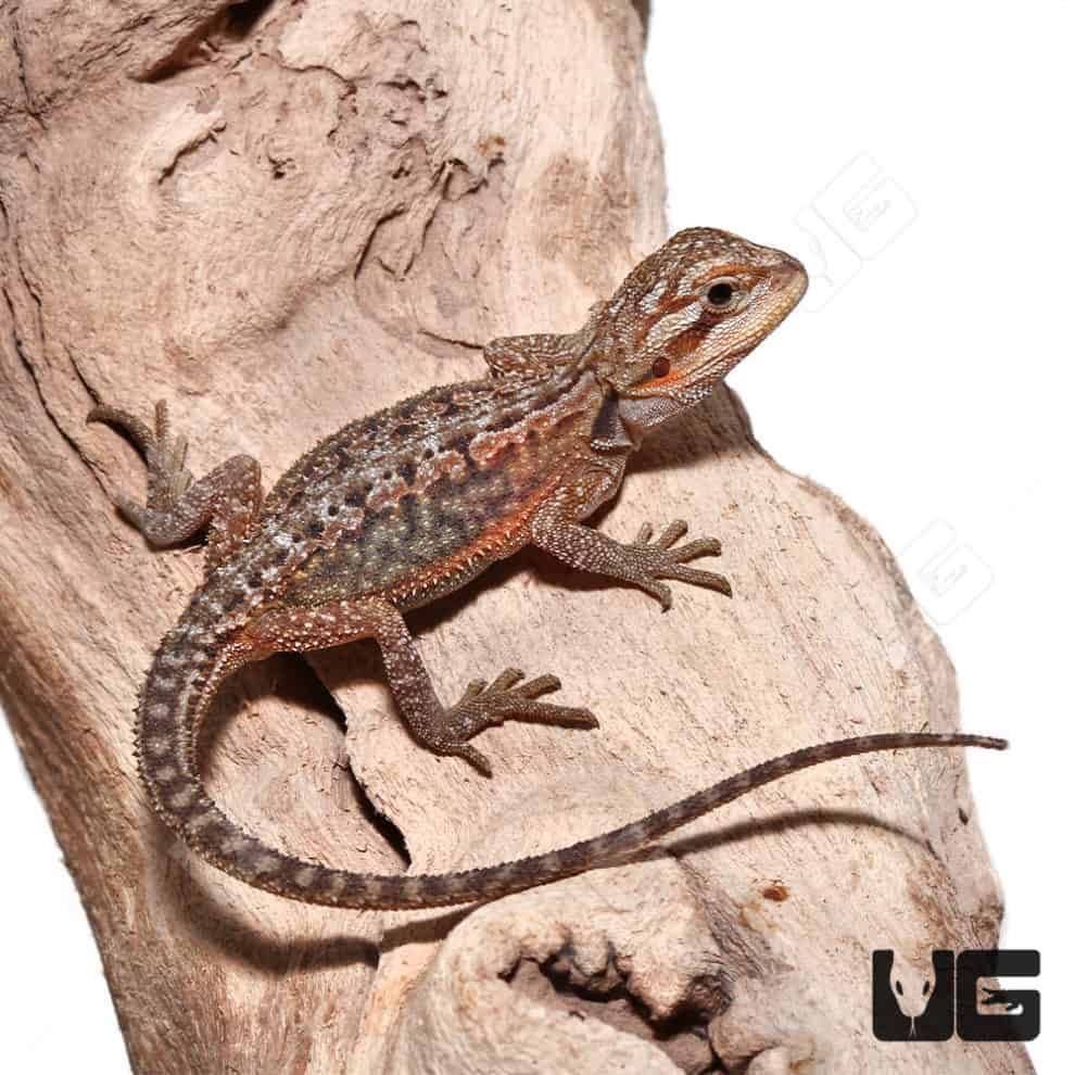Lizards For Sale - Underground Reptiles