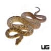 Pythons For Sale - Underground Reptiles